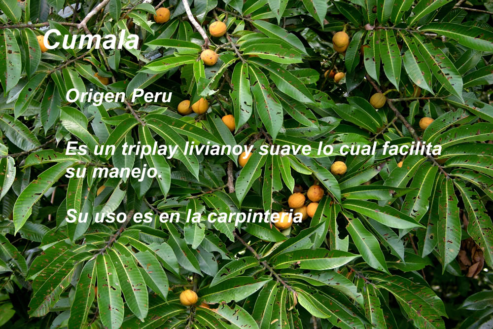 Triplay Maya | Productos de triplay